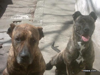 Cães do mundo: Cimarron uruguayo